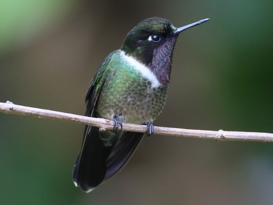 Merida Sunangel - eBird