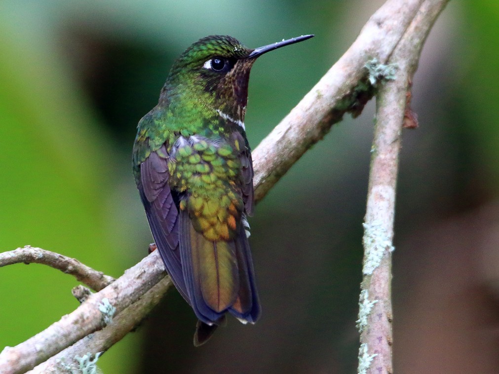 Merida Sunangel - eBird