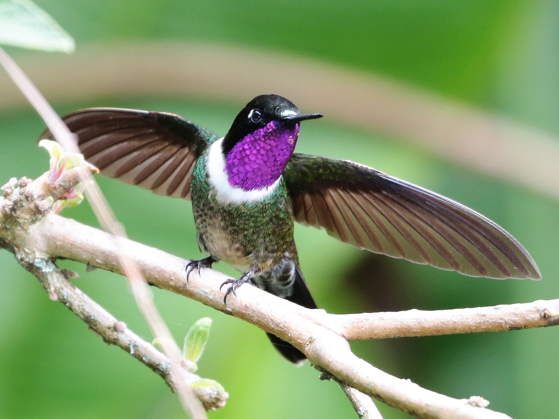 Merida Sunangel - eBird