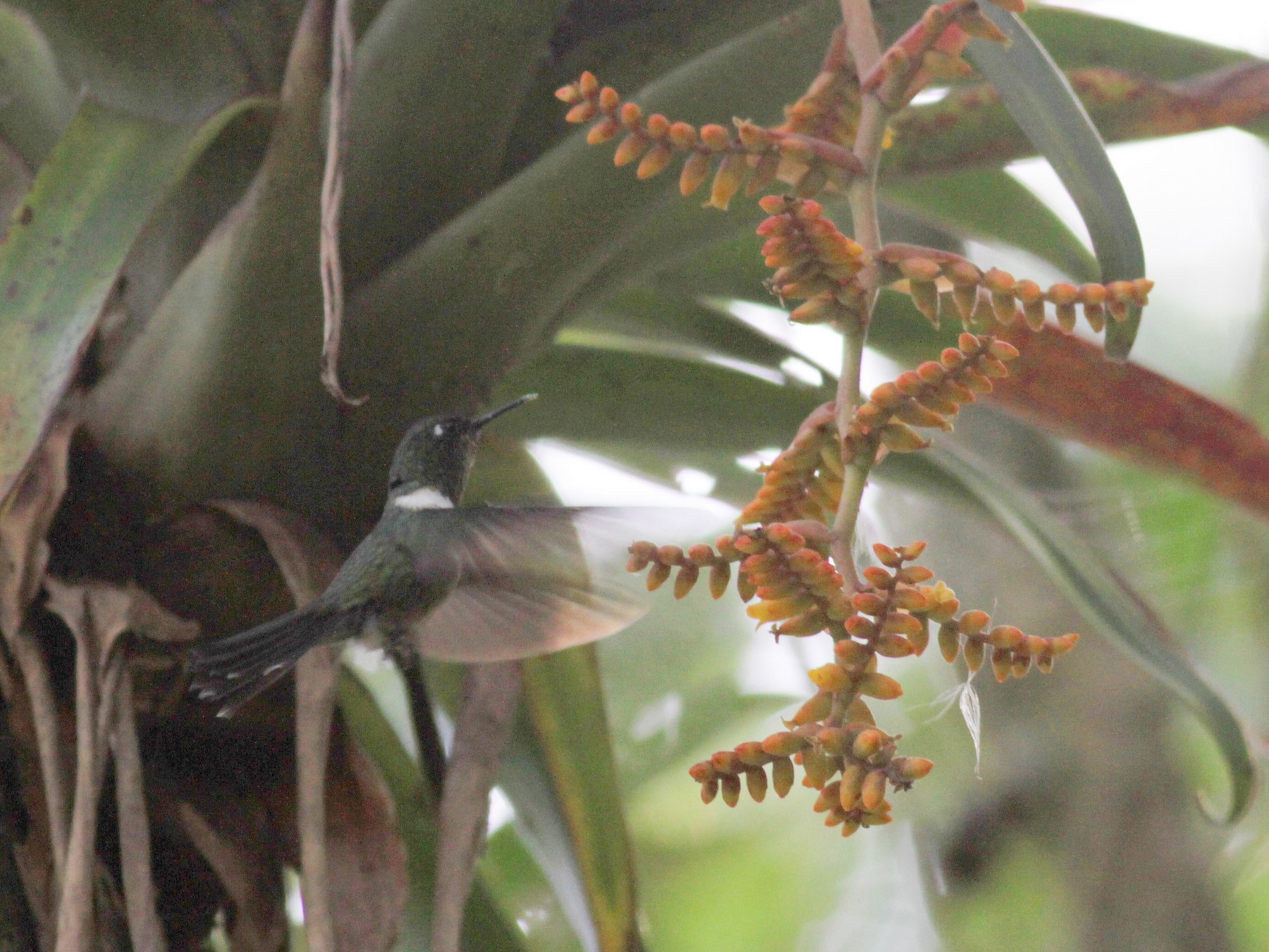 Merida Sunangel - eBird