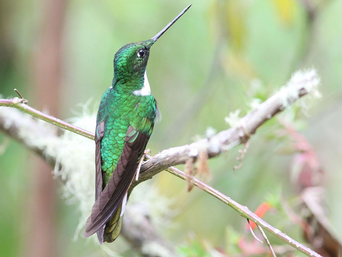 Green Inca - eBird
