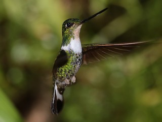 Green Inca - eBird