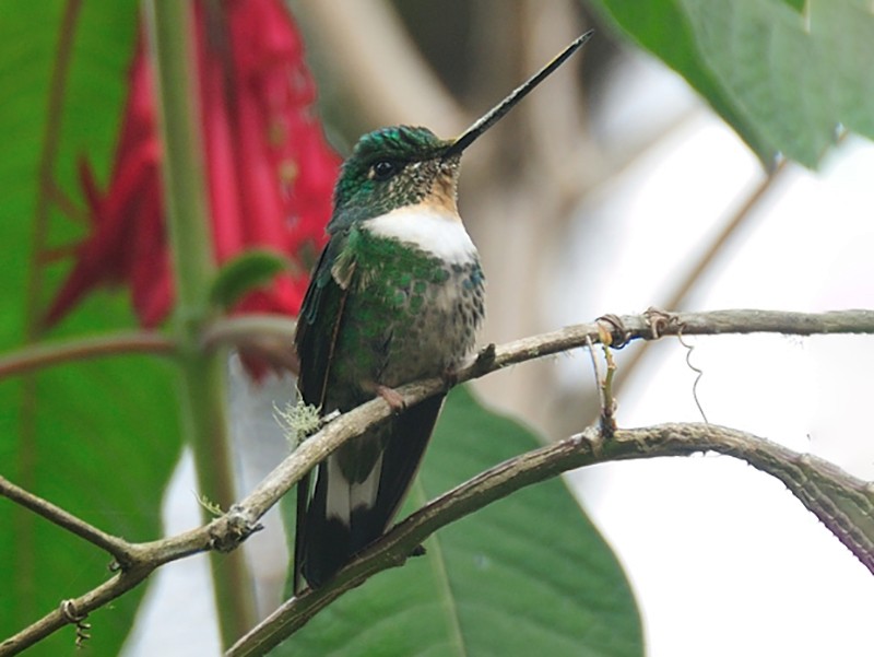 Green Inca - eBird