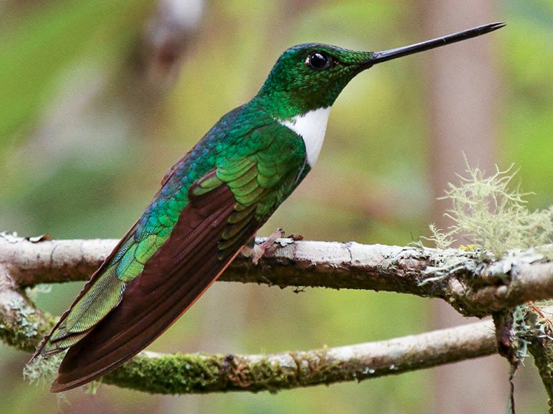 Green Inca - eBird