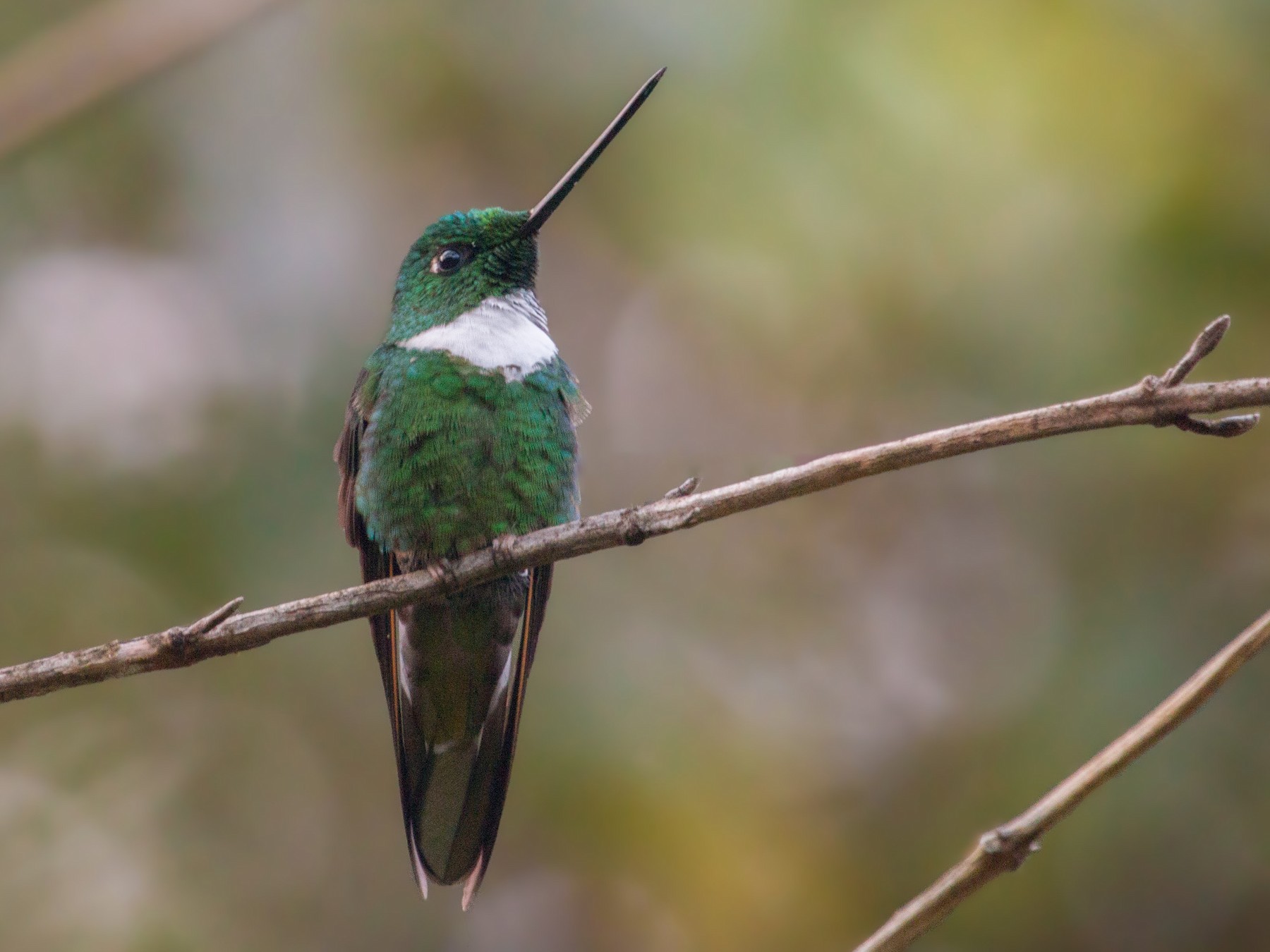Collared Inca (Green) - eBird