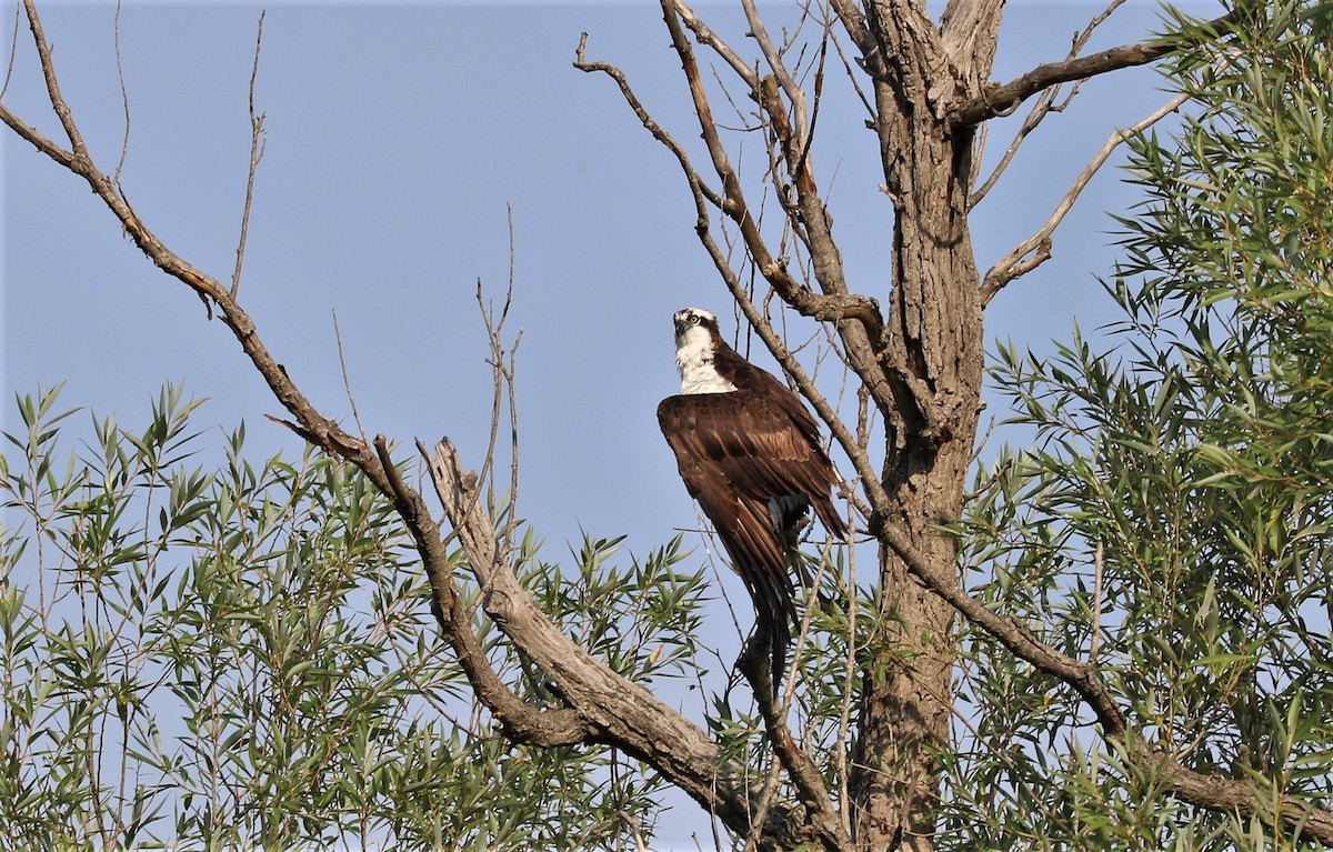 eBird Checklist - 25 Aug 2022 - Nichols Arboretum - 29 species