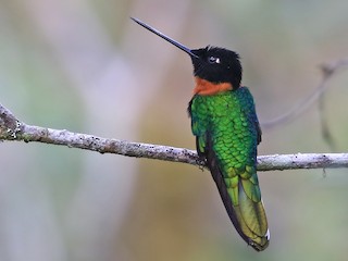 Gould's Inca - eBird