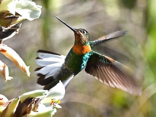 Gould's Inca - eBird