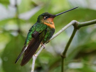 Gould's Inca - eBird