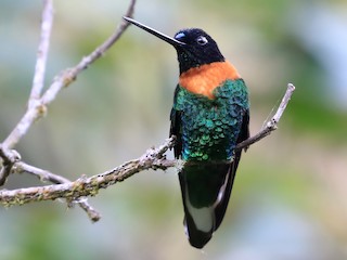 Gould's Inca - eBird