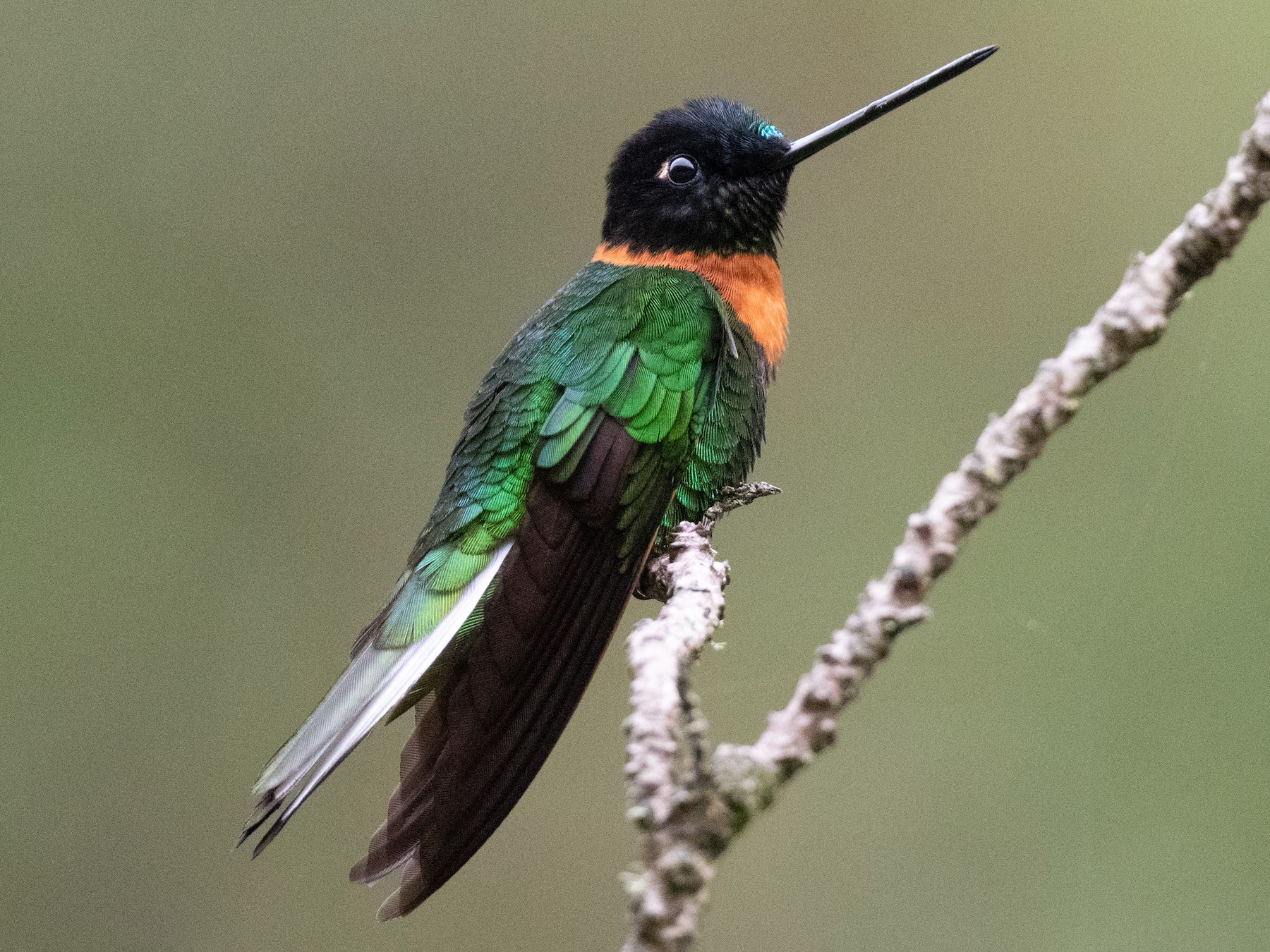 Gould's Inca - eBird