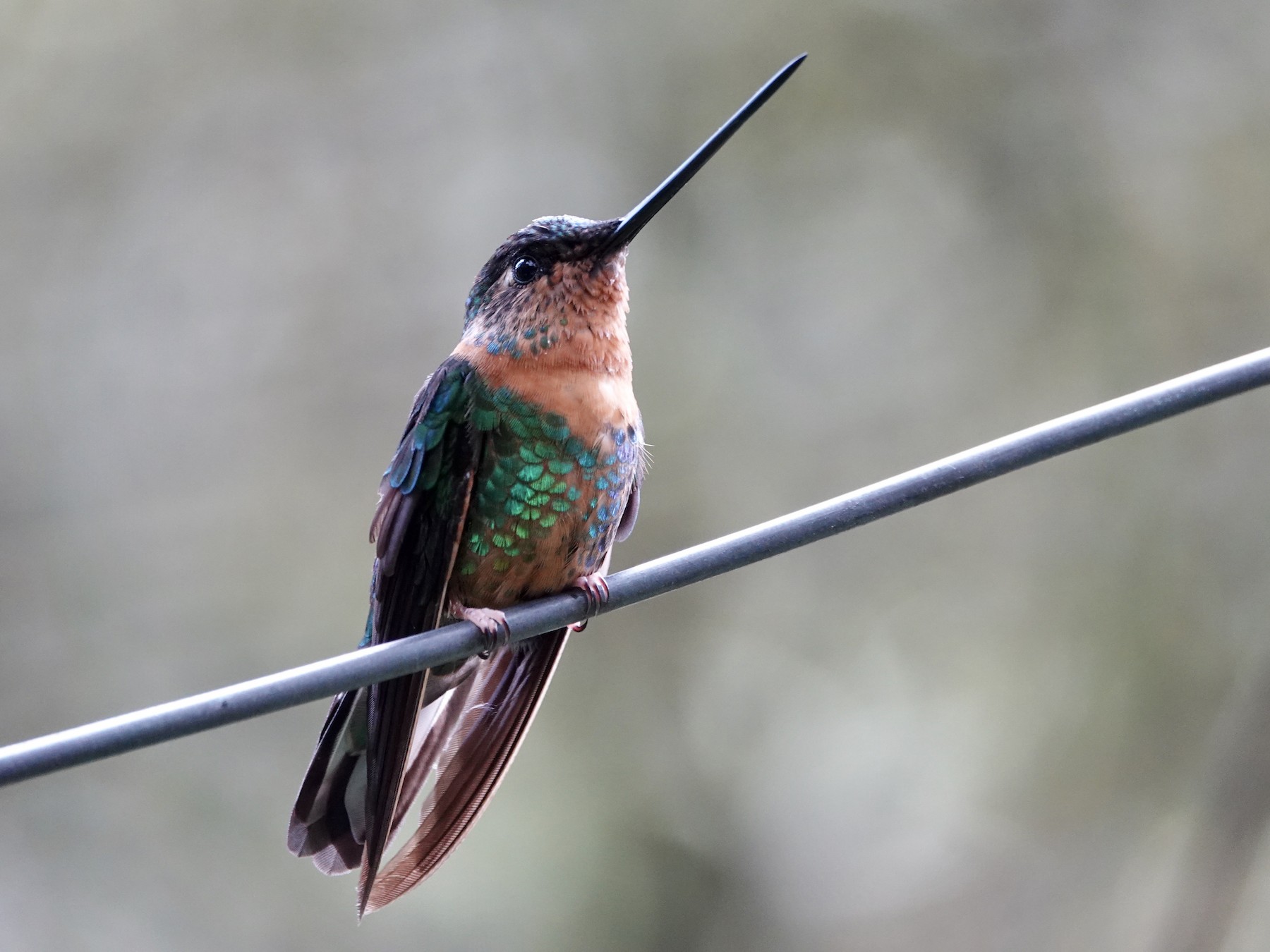 Gould's Inca - eBird