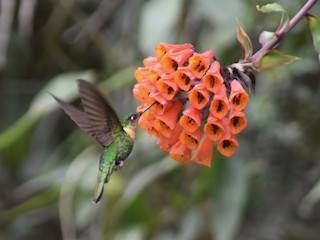 Gould's Inca - eBird