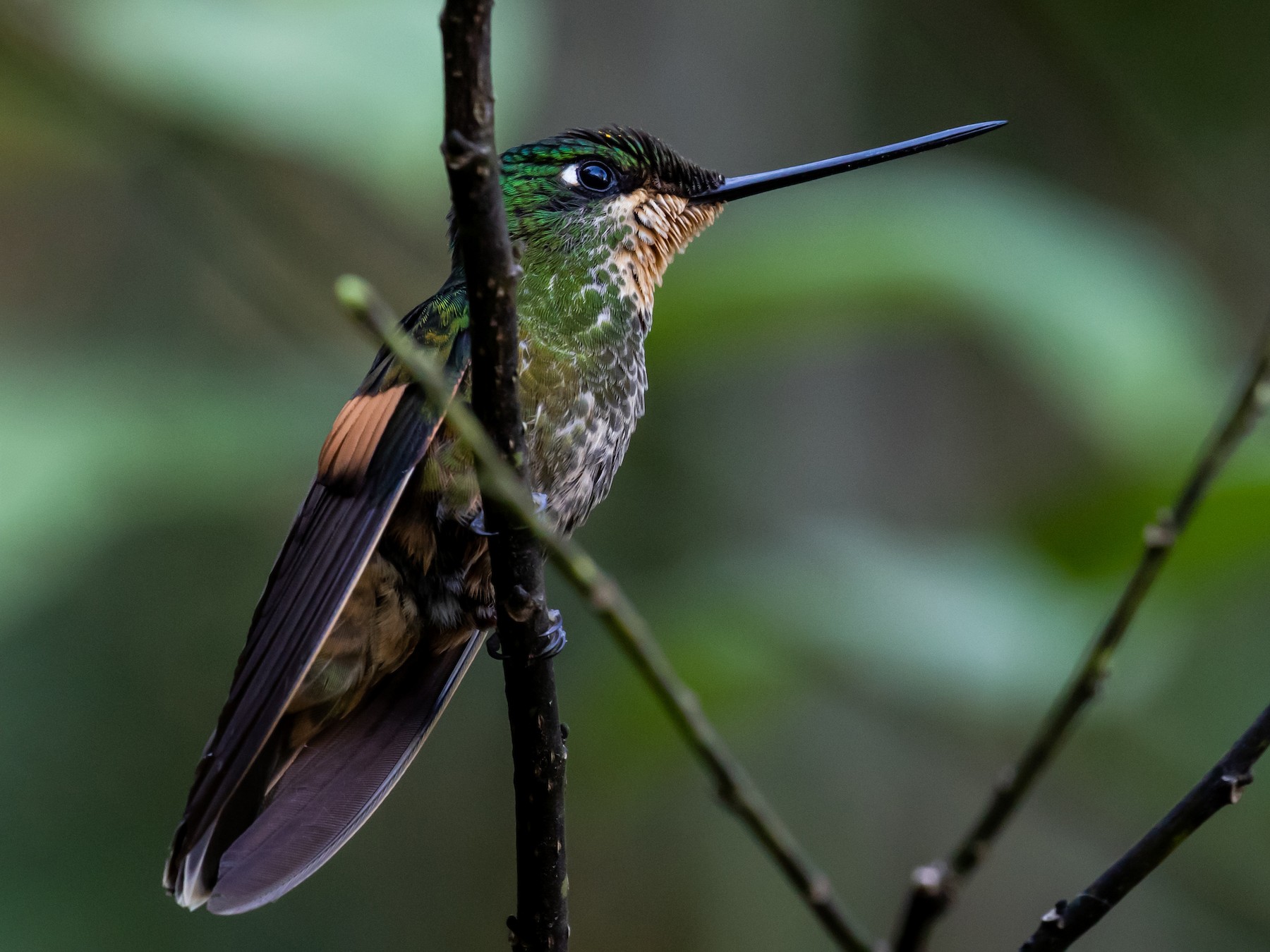 Inca de Bogotá (consita) - eBird