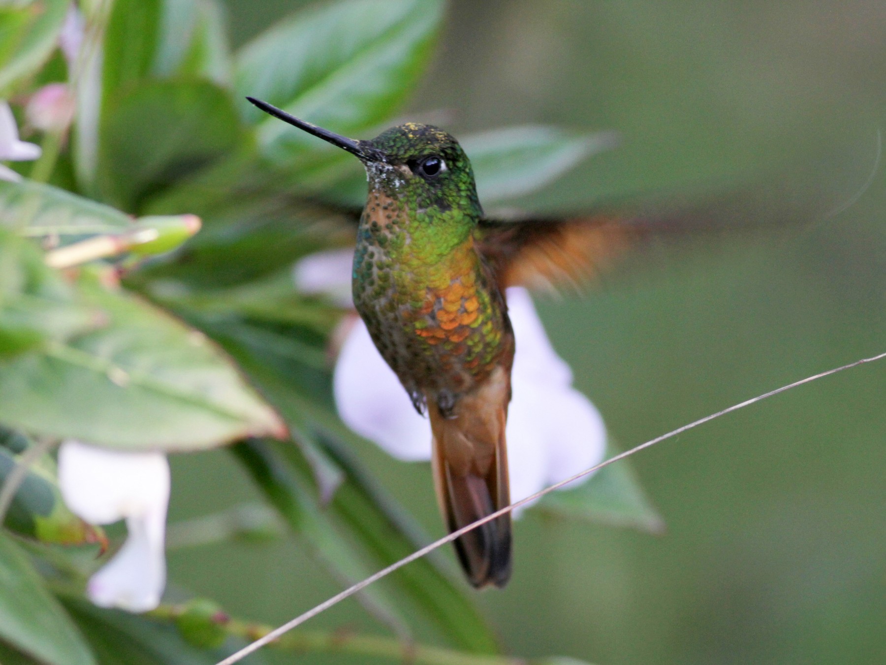 Merida Starfrontlet - eBird