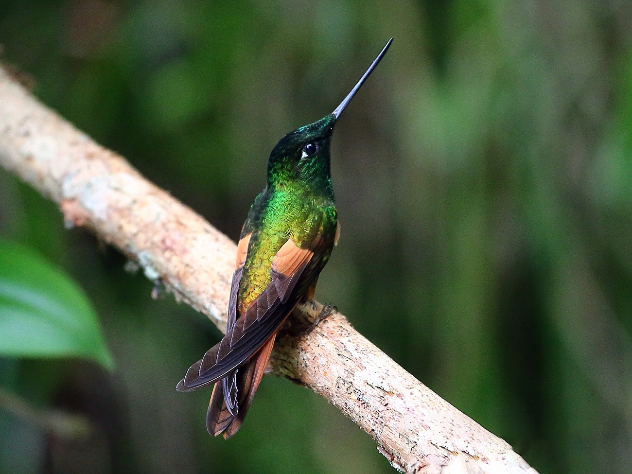 Merida Starfrontlet - eBird