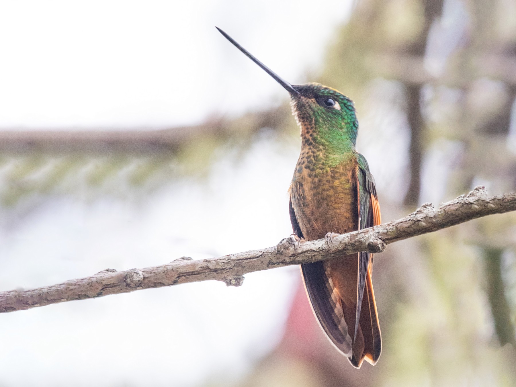 Merida Starfrontlet - eBird