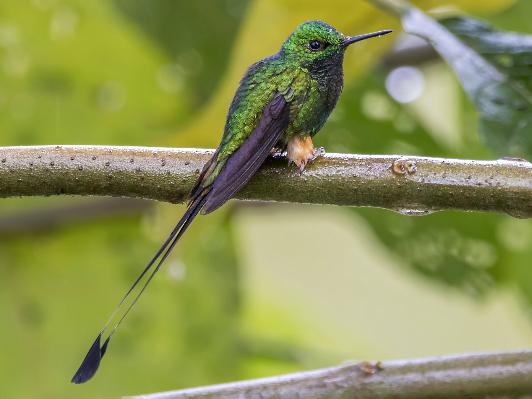 Peruvian Racket-tail - eBird
