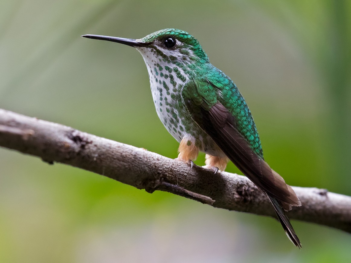 Booted Racket-tail (Peruvian) - eBird