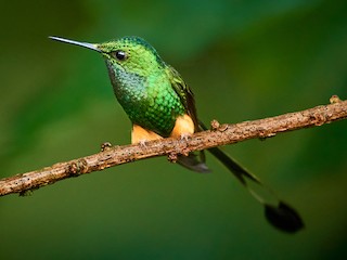 Peruvian Racket-tail - eBird