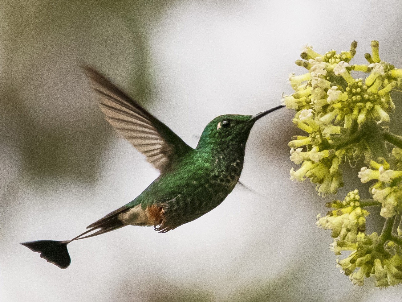 Rufous-booted Racket-tail - eBird