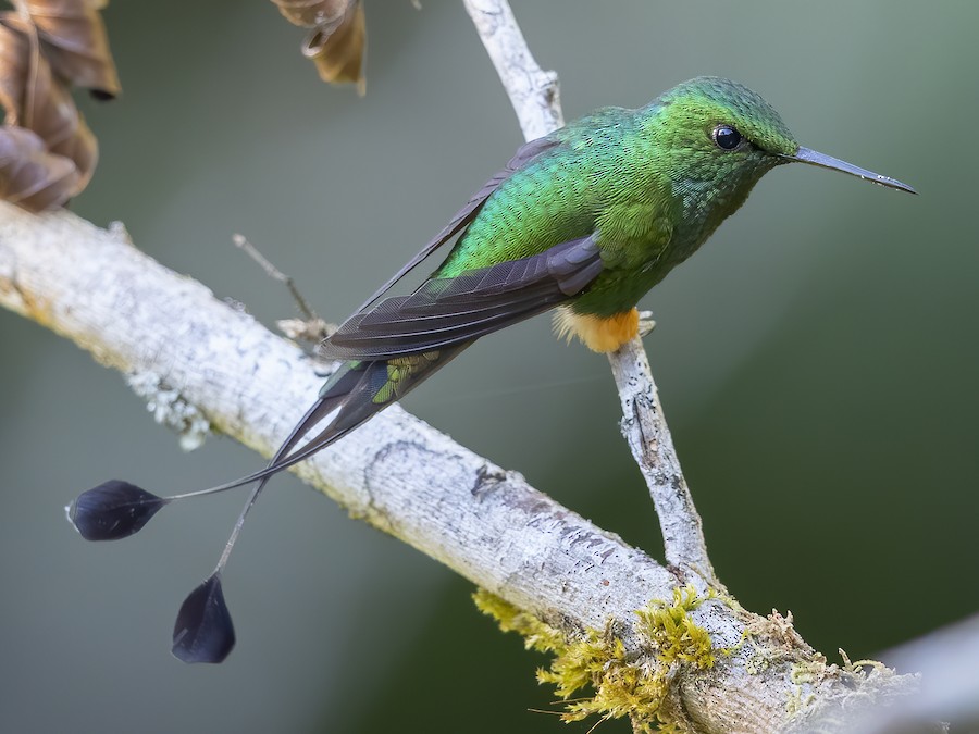 Rufous-booted Racket-tail - eBird