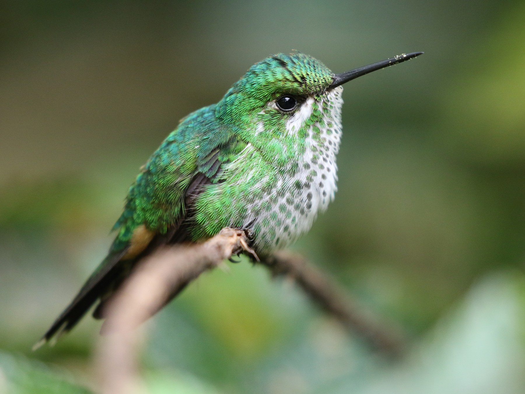Rufous-booted Racket-tail - eBird
