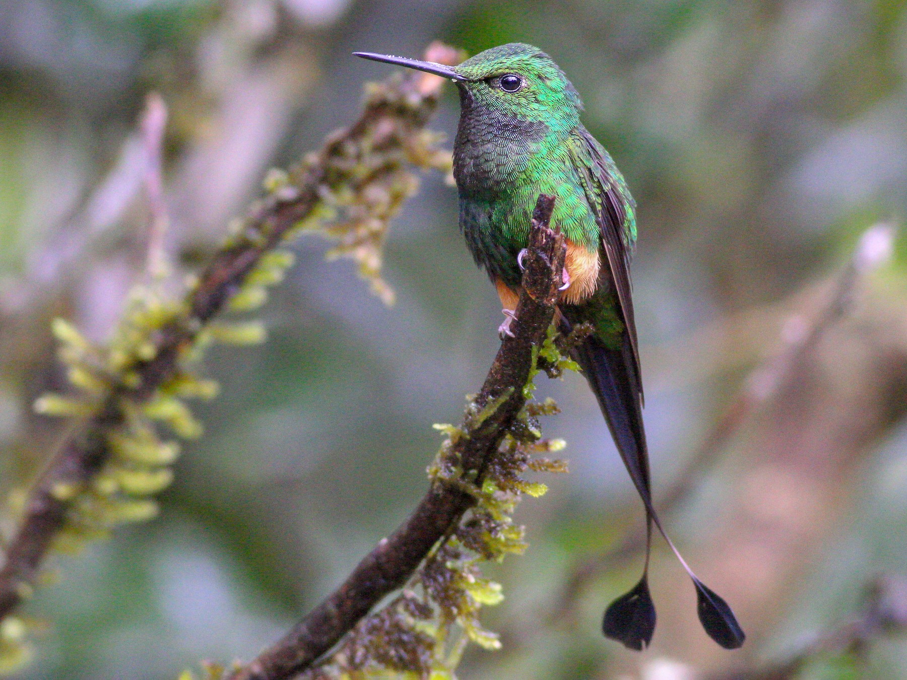 Rufous-booted Racket-tail - eBird