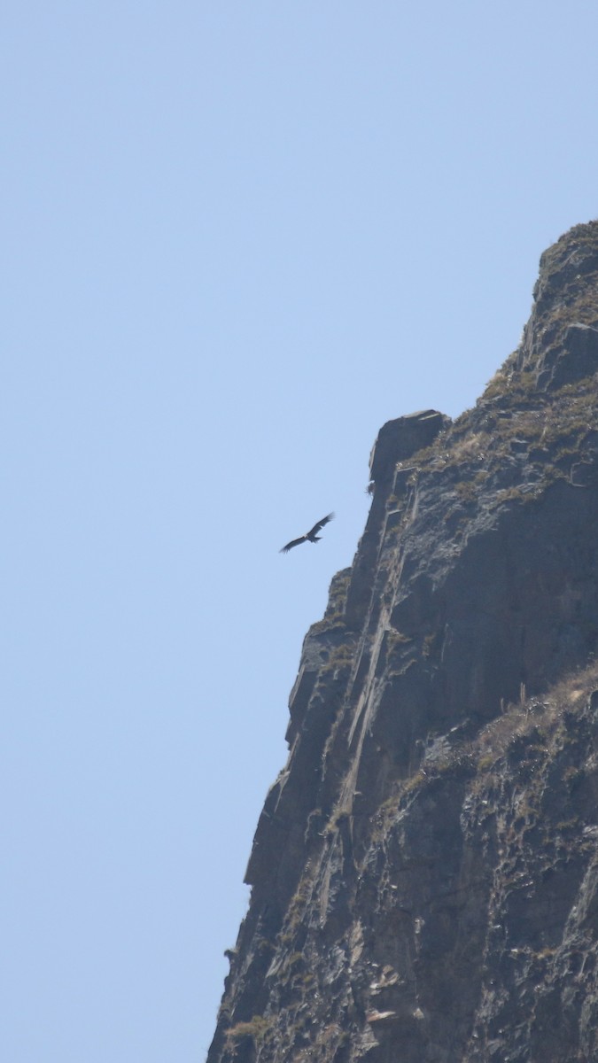 eBird Checklist - 2 Aug 2022 - Sitio Arqueologico de Ollantaytambo - 3 ...
