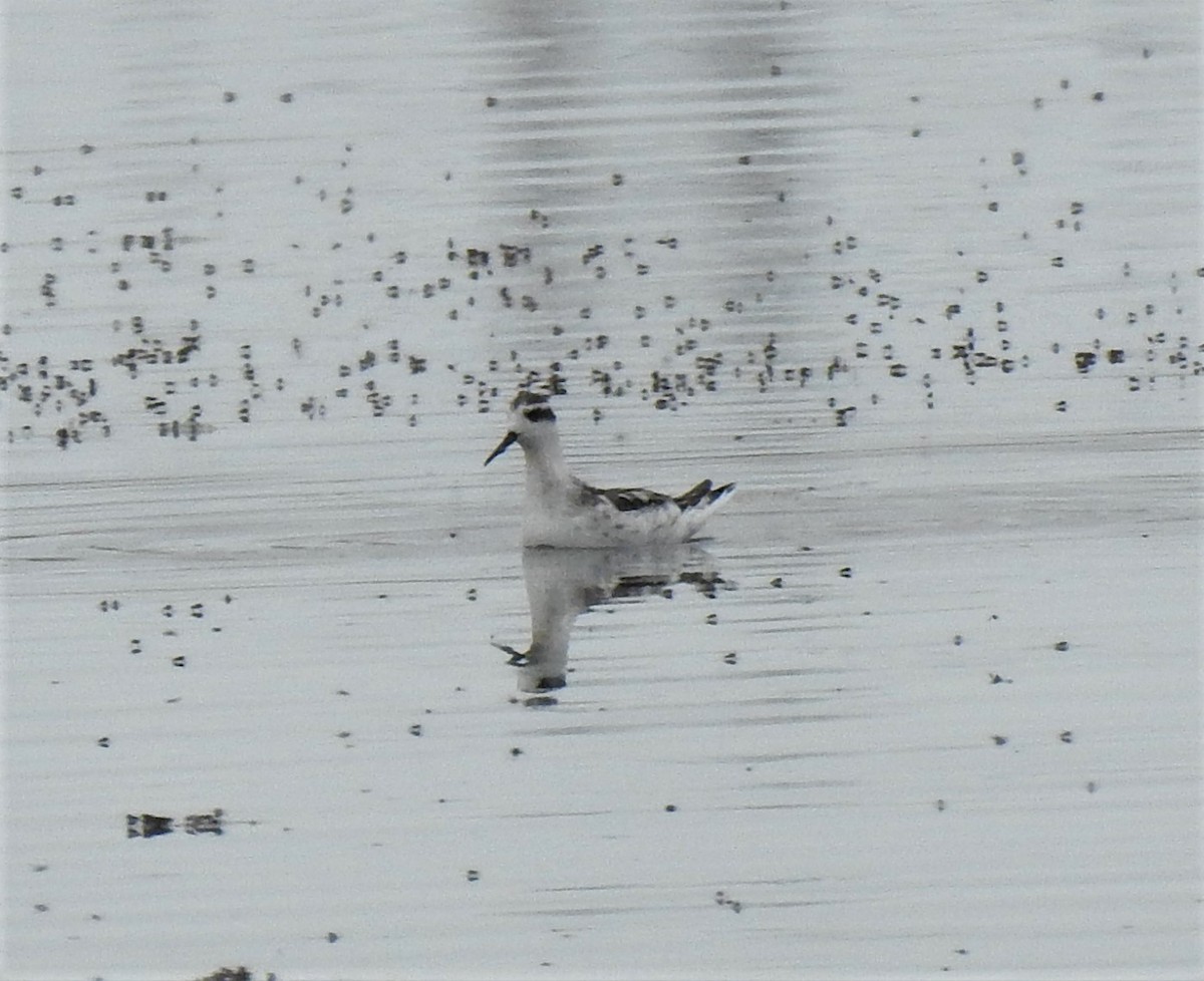 eBird Checklist - 25 Aug 2022 - Arcata Marsh and Wildlife Sanctuary ...