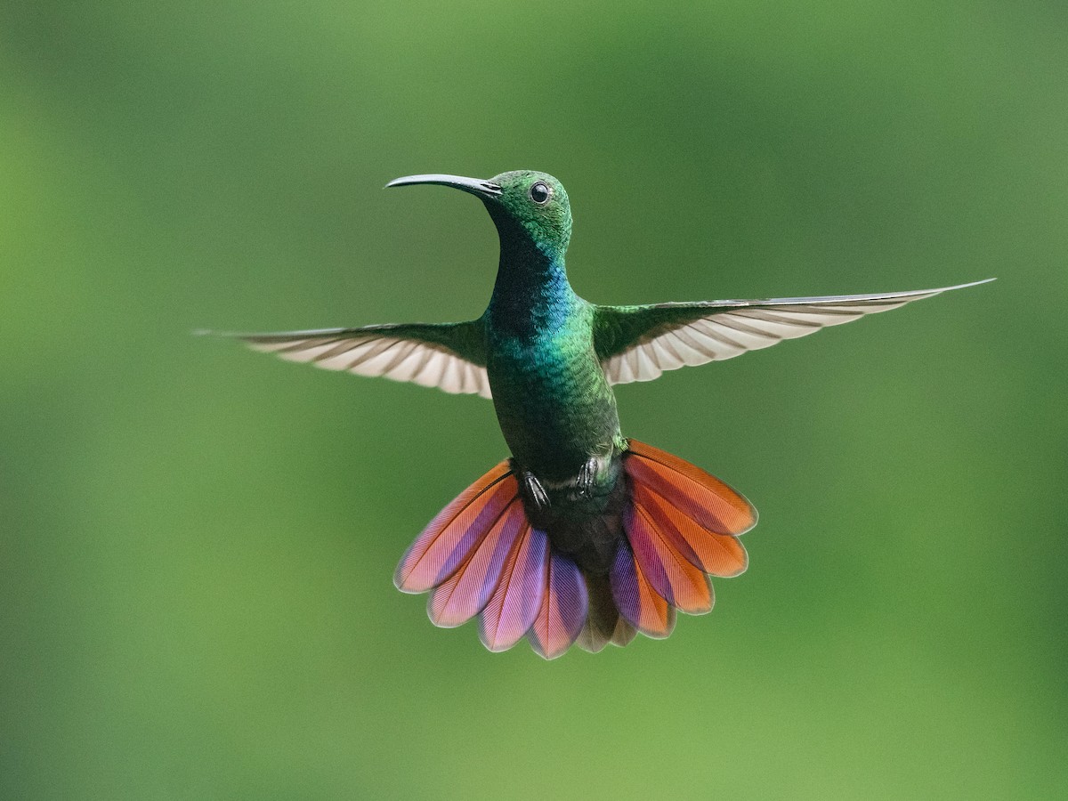 Green-breasted Mango - Anthracothorax prevostii - Birds of the World