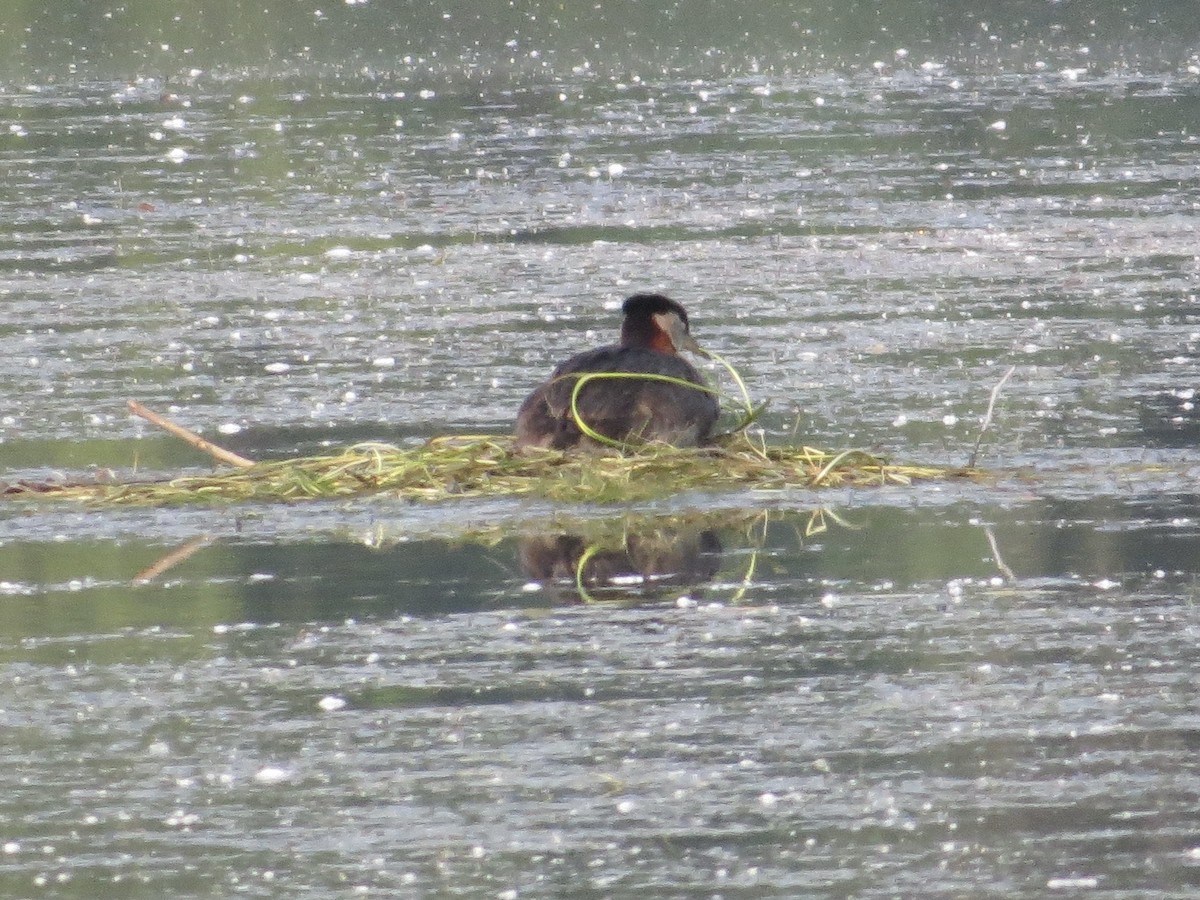 ML478265401 - Red-necked Grebe - Macaulay Library