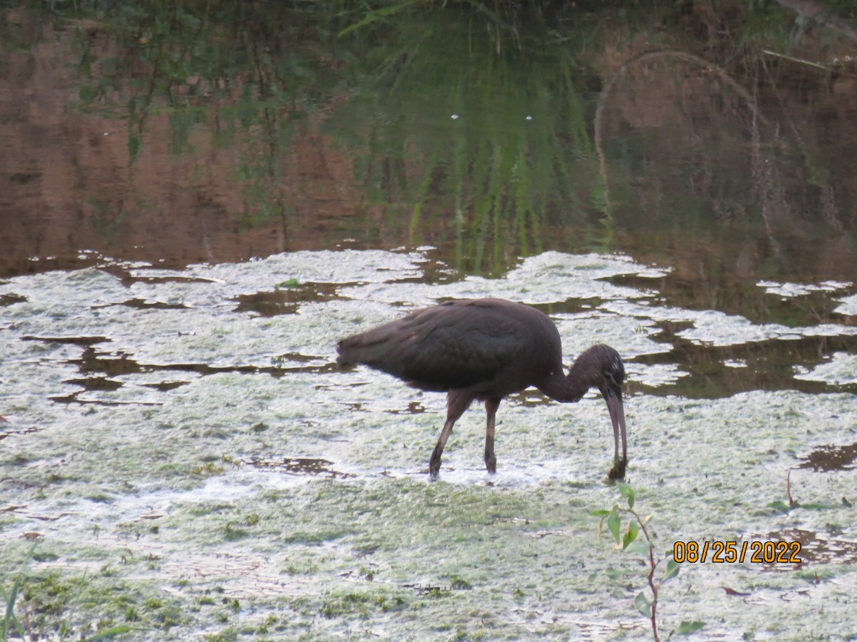 Pennsylvania eBird Checklist - 25 Aug 2022 - 2409 Locust Run Rd ...