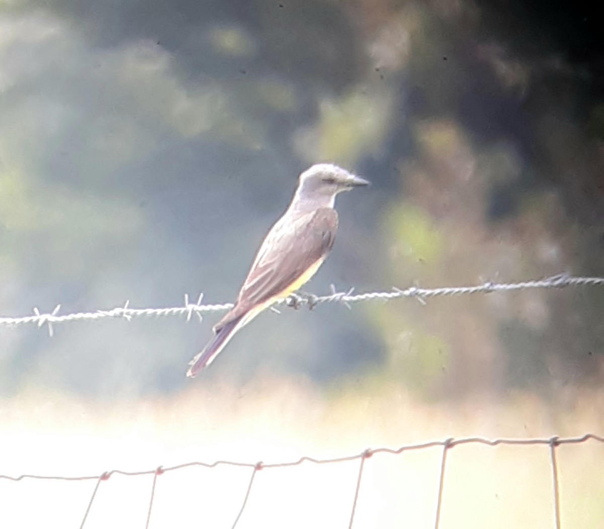 eBird Checklist - 25 Aug 2022 - Fagala Rd. Pond (Murray Co.) - 26 species