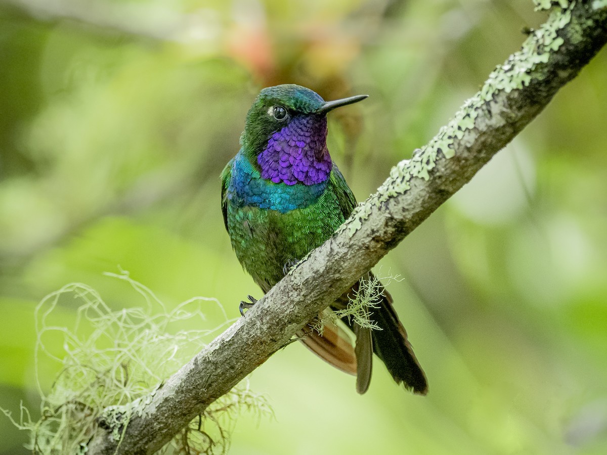 Purple-throated Sunangel - Heliangelus viola - Birds of the World