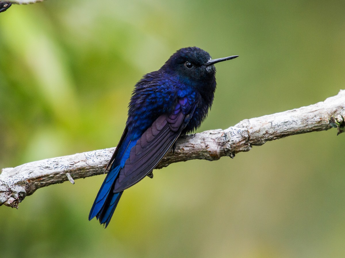 Royal Sunangel - Heliangelus regalis - Birds of the World
