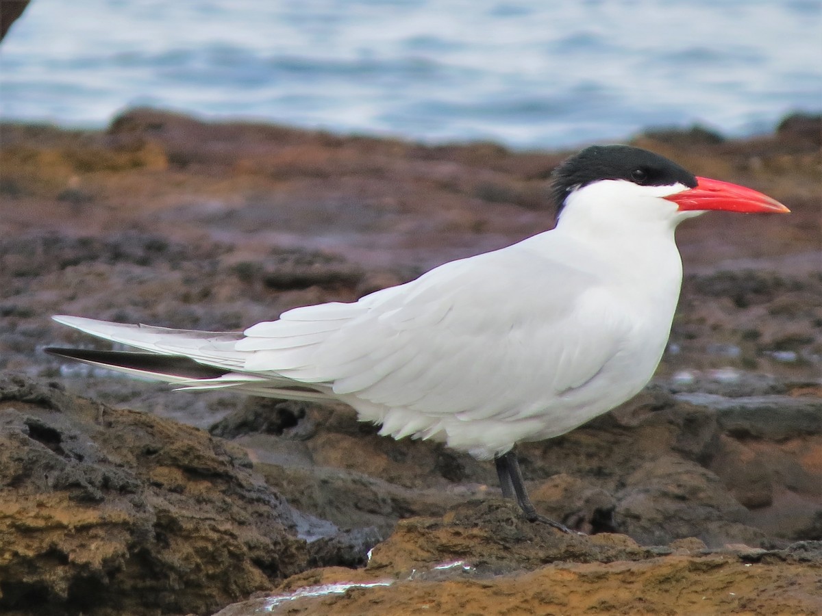 eBird Checklist - 25 Aug 2022 - Ricketts Point - 31 species