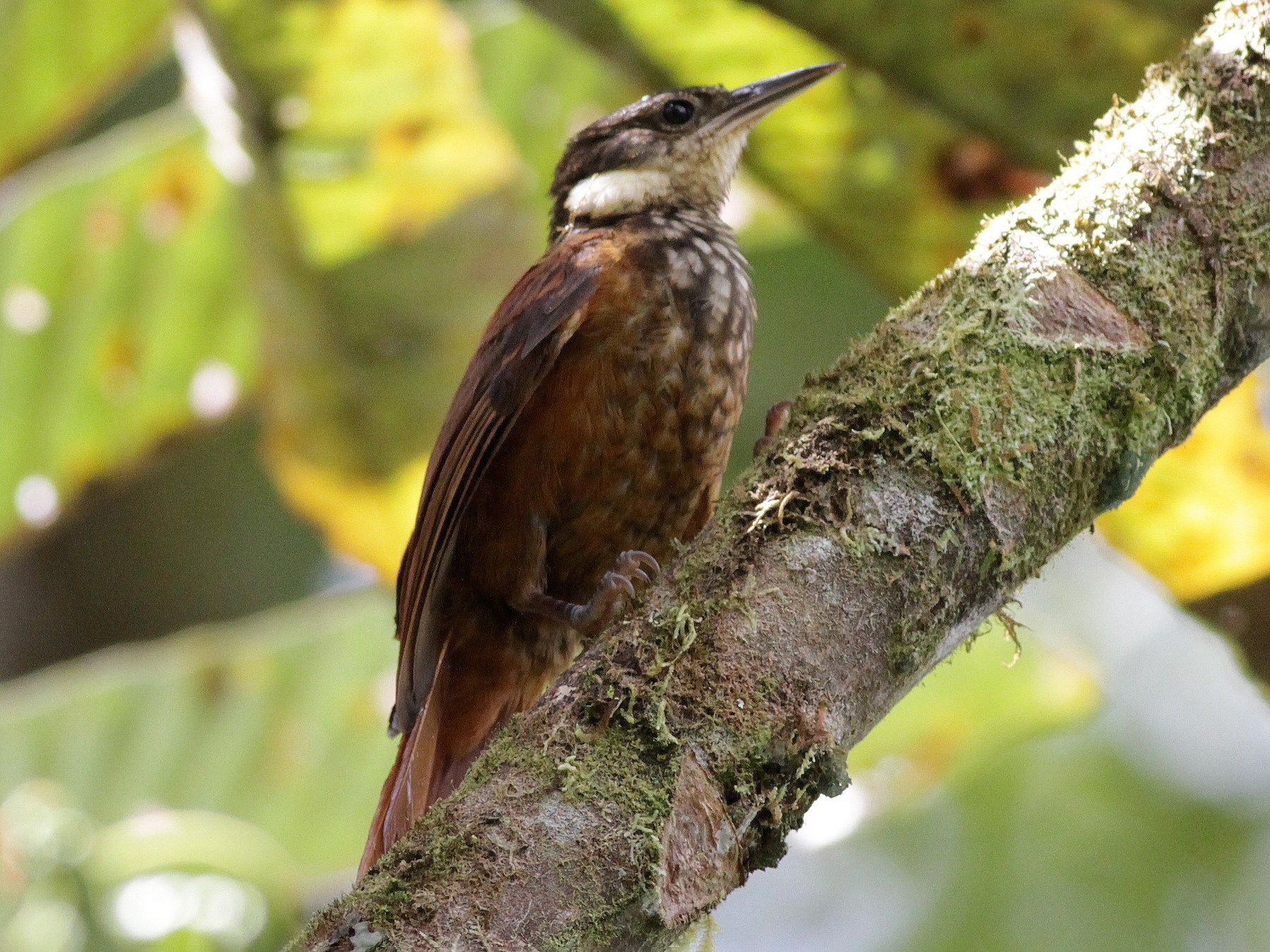 Buffy Tuftedcheek (Pacific) - eBird