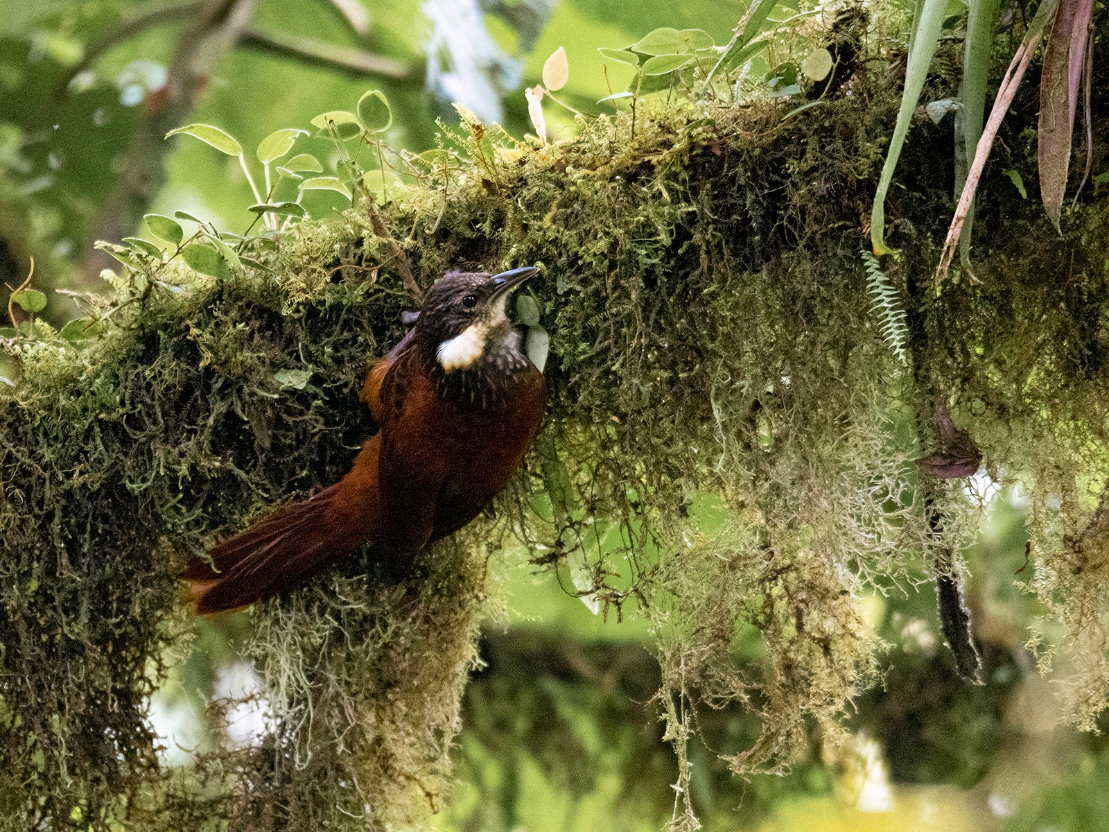Pacific Tuftedcheek - eBird