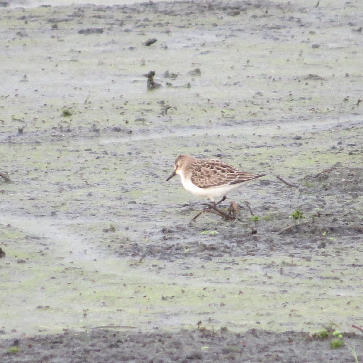 eBird Checklist - 26 Aug 2022 - Wallkill River NWR--Liberty Marsh ...