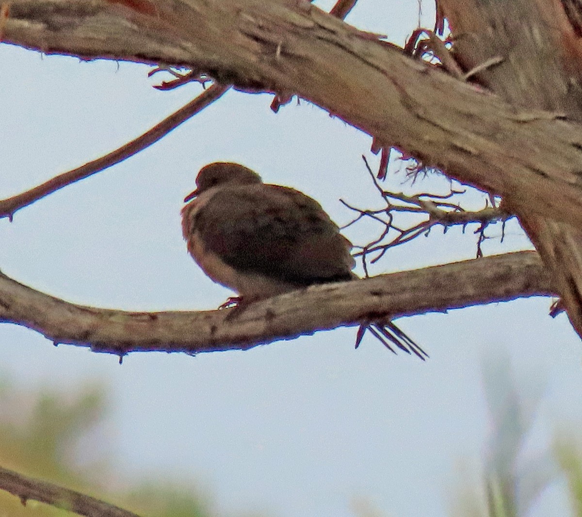 eBird Checklist - 26 Aug 2022 - Newman Ranch - 26 species