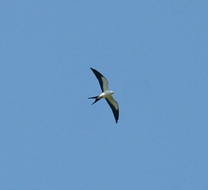 ML478549041 - Swallow-tailed Kite - Macaulay Library
