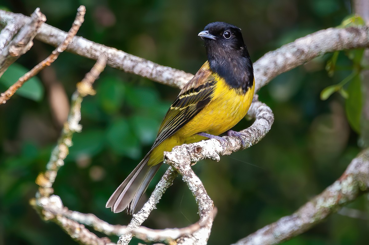 ML478564551 Hooded Berryeater Macaulay Library