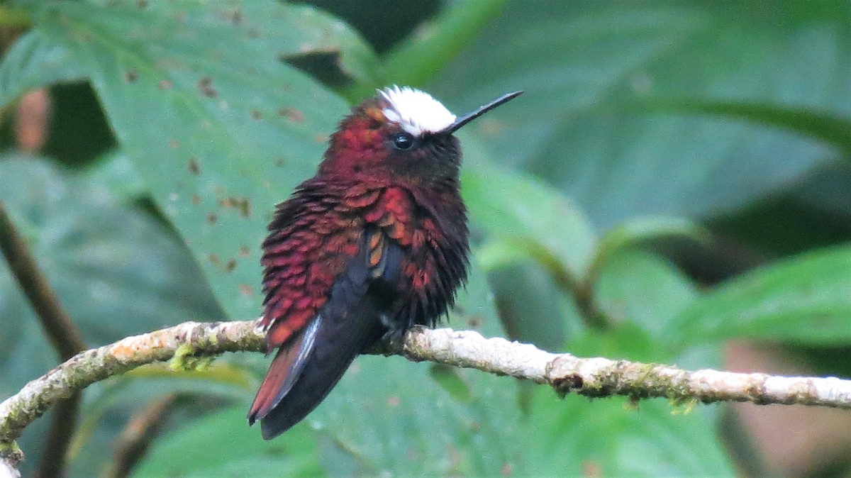eBird Checklist - 17 Aug 2022 - Centro Manú - 62 species