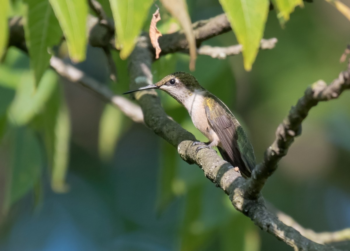 eBird Checklist - 26 Aug 2022 - Ashland Nature Center and Hawk Watch ...