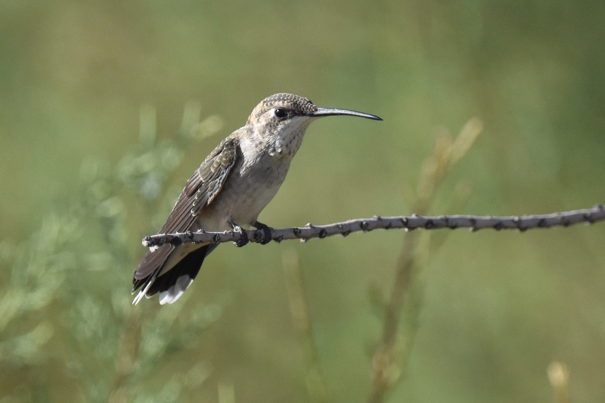 eBird Checklist - 26 Aug 2022 - Piute Ponds (permit required) - 82 ...