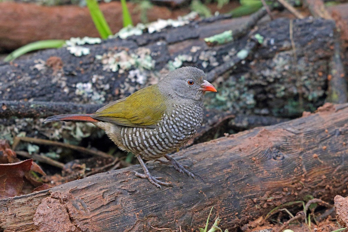 Green-winged Pytilia - Pytilia melba - Birds of the World