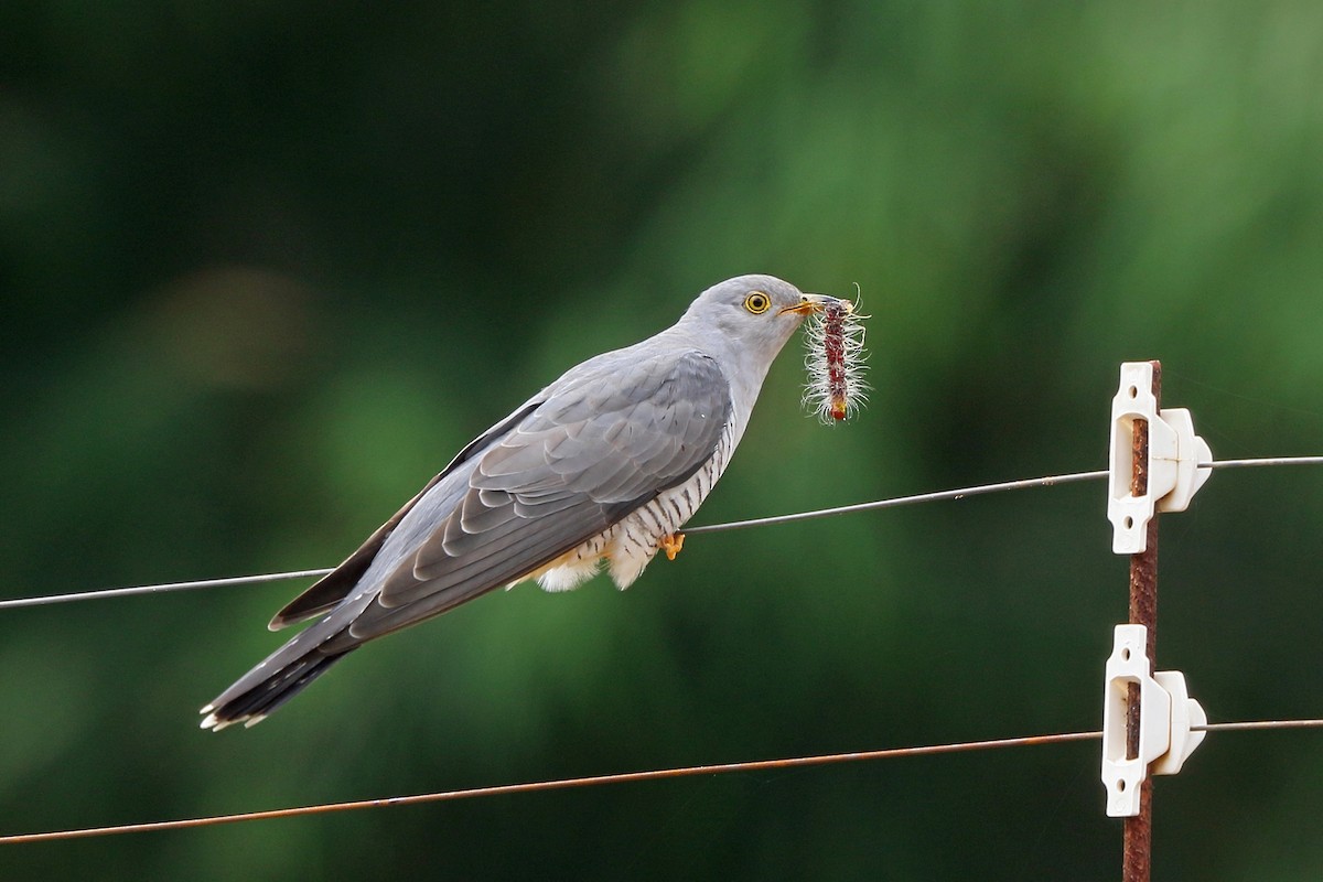 African Cuckoo - Cuculus gularis - Birds of the World