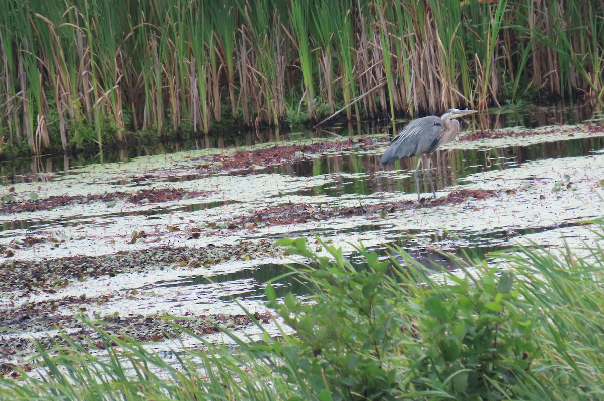 ML478658531 - Great Blue Heron (Great Blue) - Macaulay Library