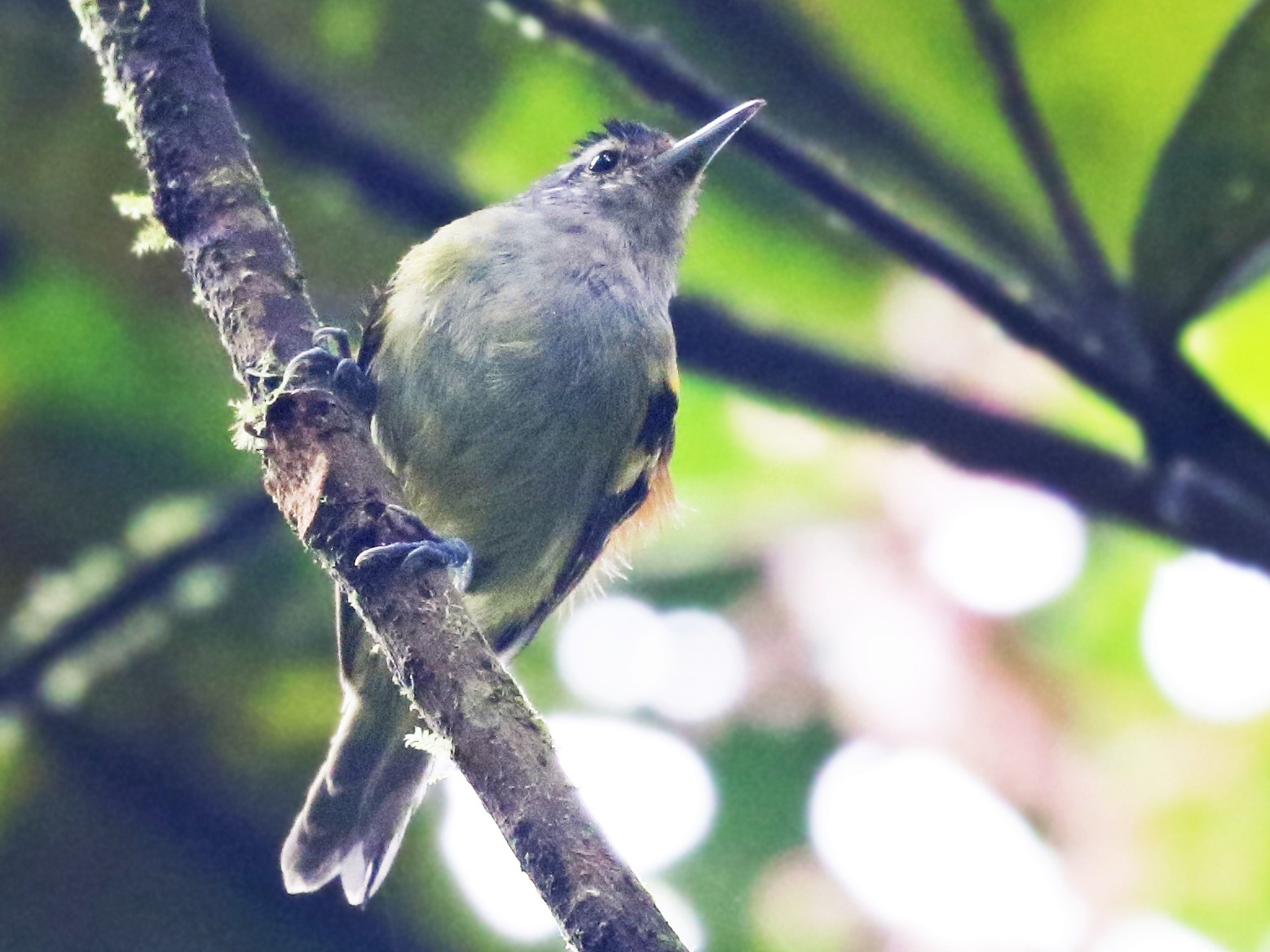 Rufous-rumped Antwren - eBird
